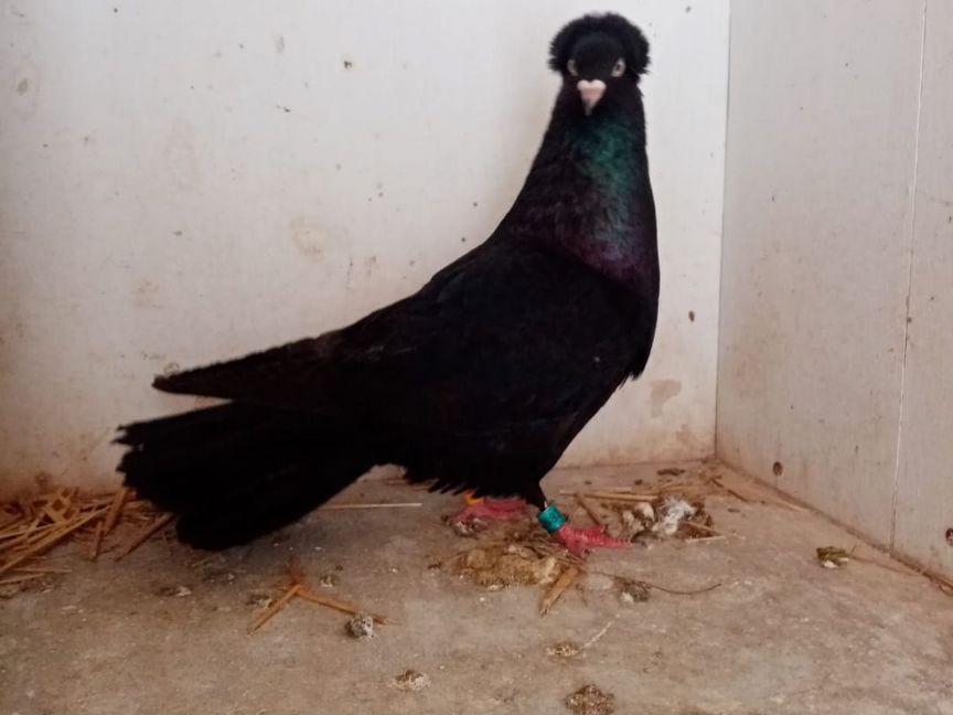 Отдам голубей породы Гданьский сокол