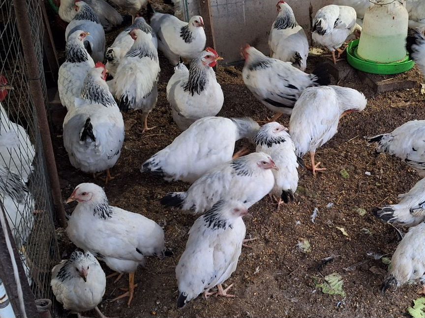 Куры несушки живые и петухи