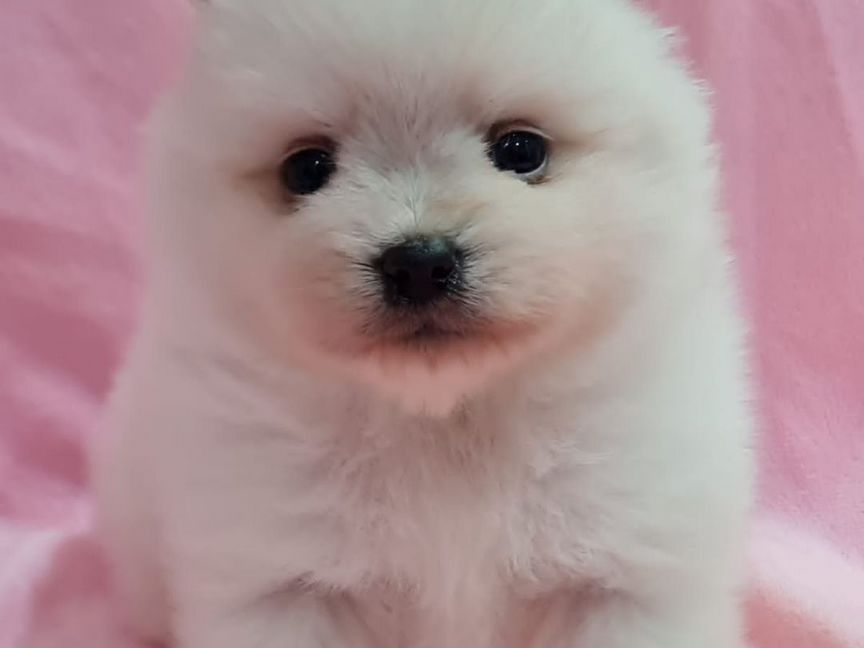 Померанский шпиц щенки девочки