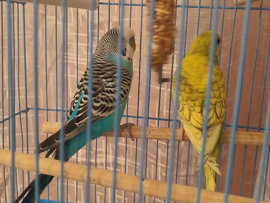 Волнистый попугаи с клеткой