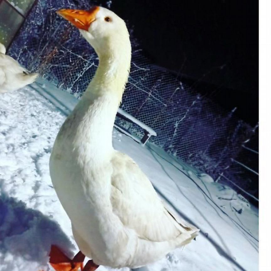 Гусь