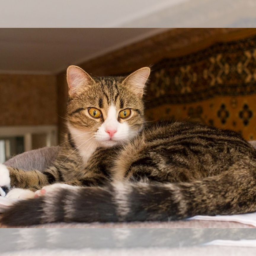 Милейший котик Кузя ждёт хозяина