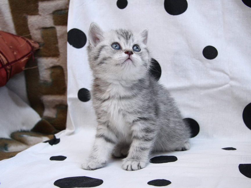 Котик пятно на серебре,вискас