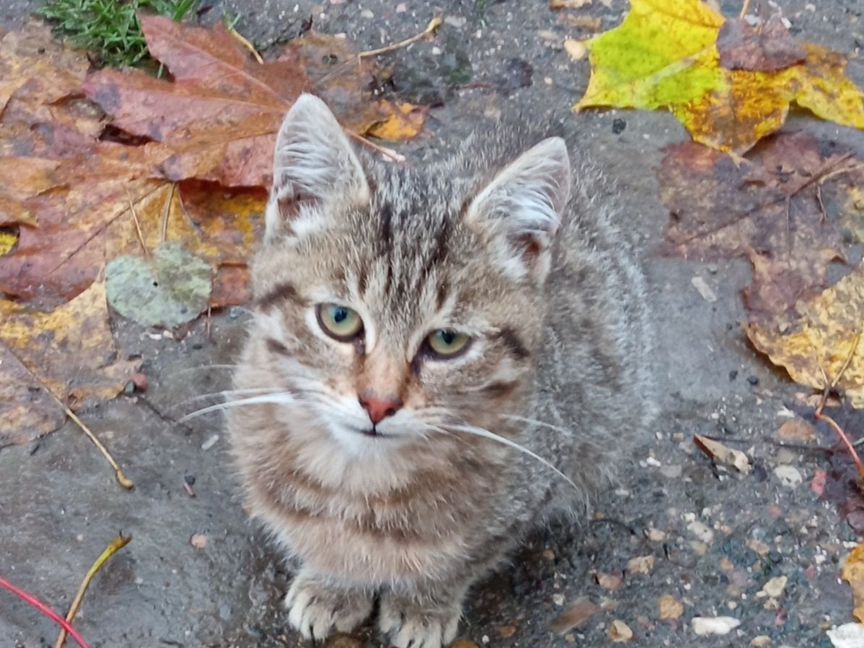 Котенок в беде