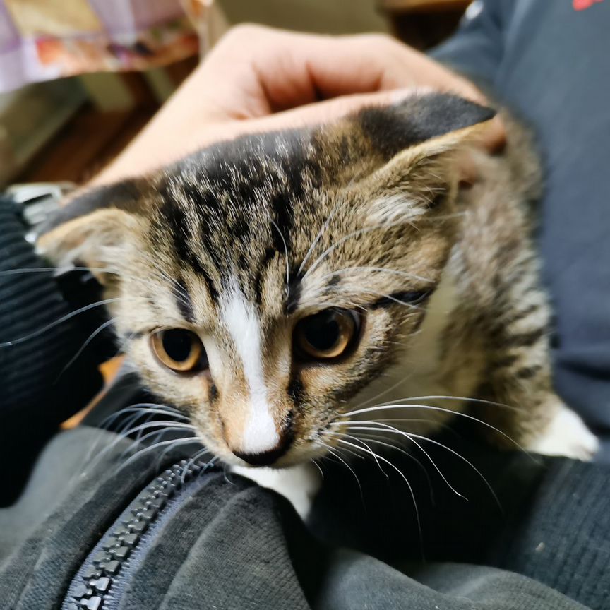 Котёнок в добрые руки