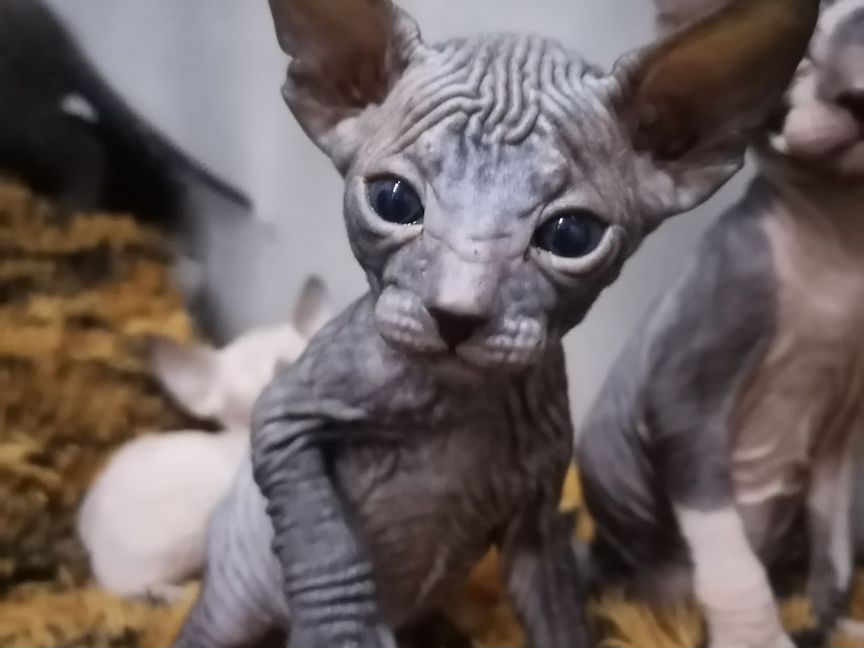Донской сфинкс котята