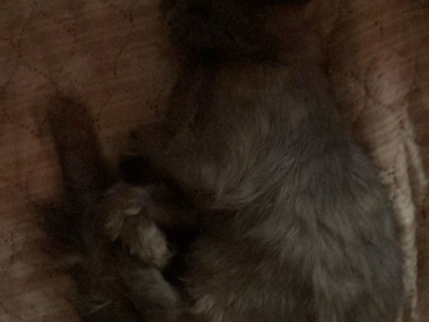Кошка