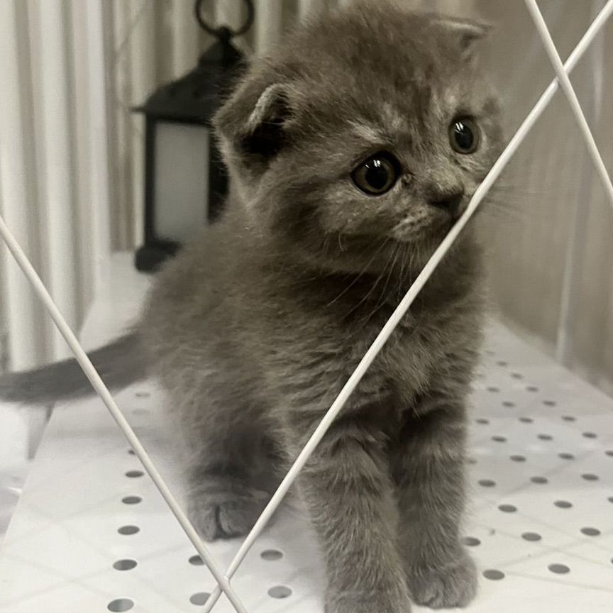 Шотландский вислоухий короткошёрстный котёнок
