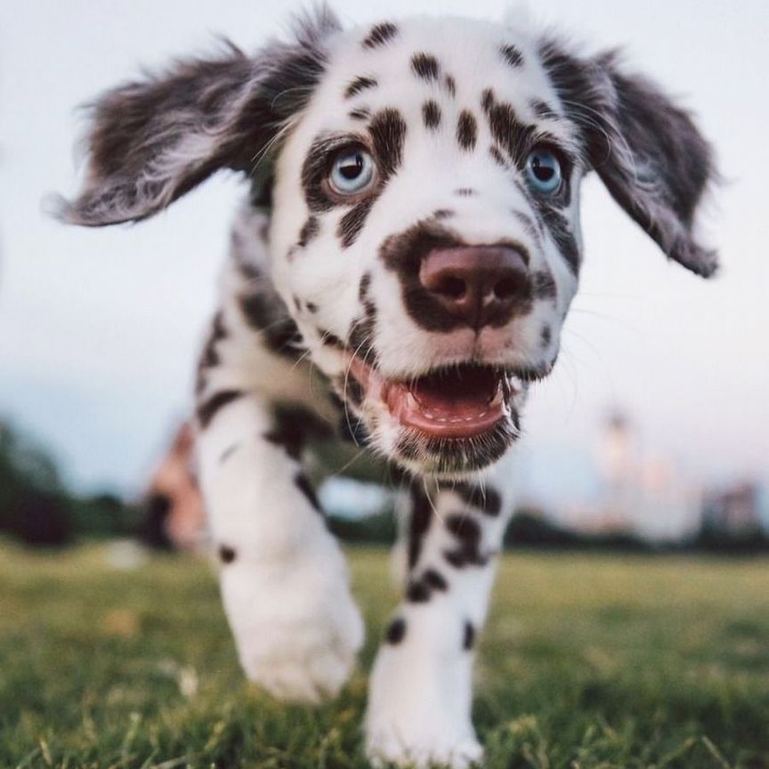 Сухой корм для собак проплан