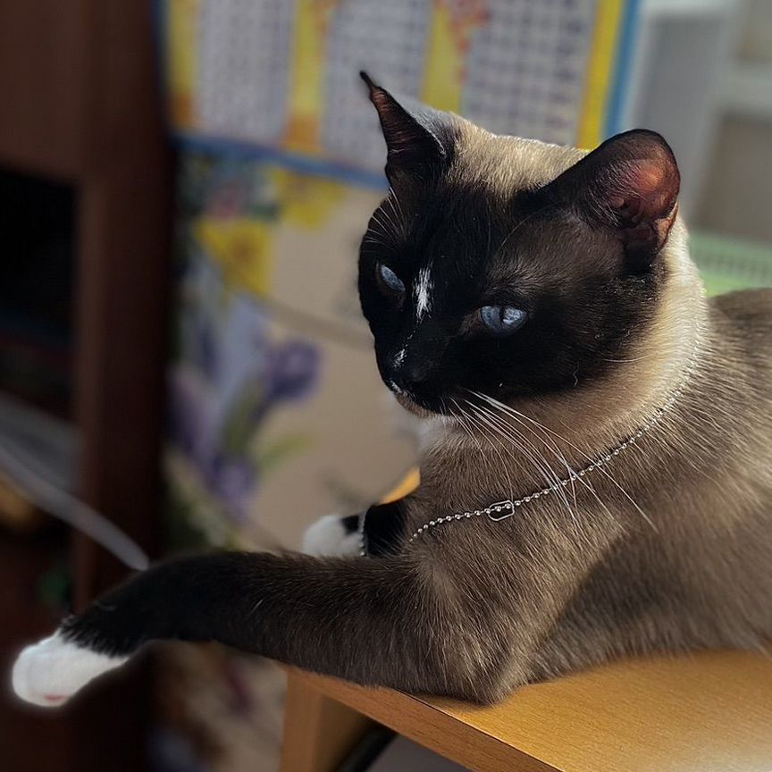 Сиамский кот на вязку