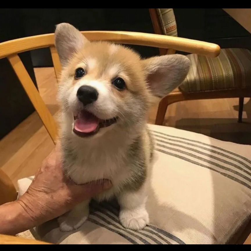 Умненькие Детки Вельш-Корги Пемброк