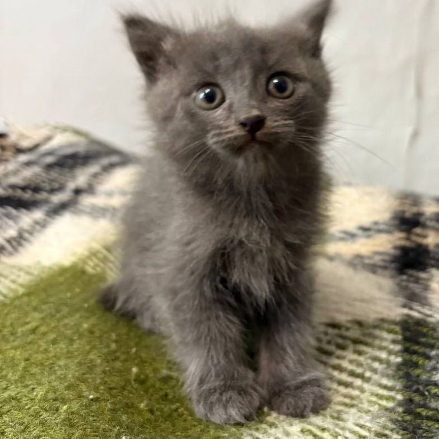 Кошки