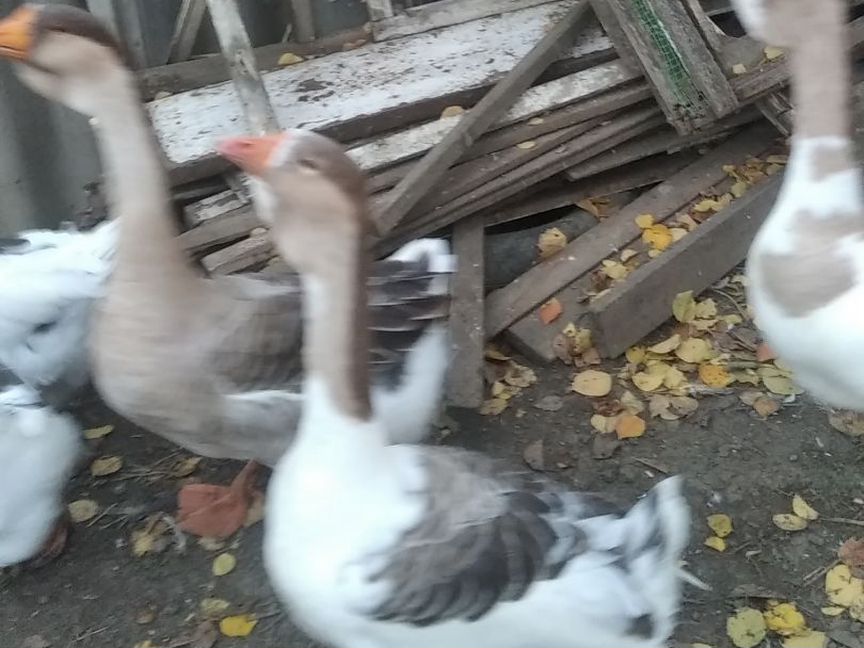 Холмогорские гуси молодая семья