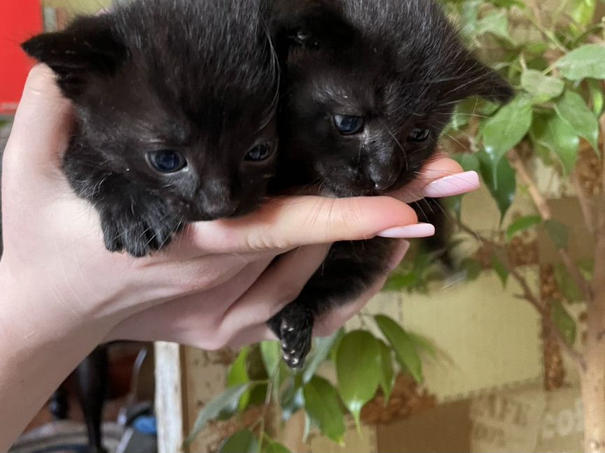 Котики в добрые руки