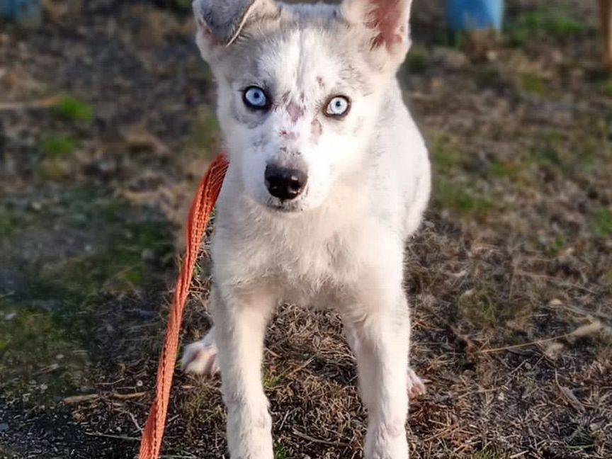 Удивительной красоты щенок в добрые руки