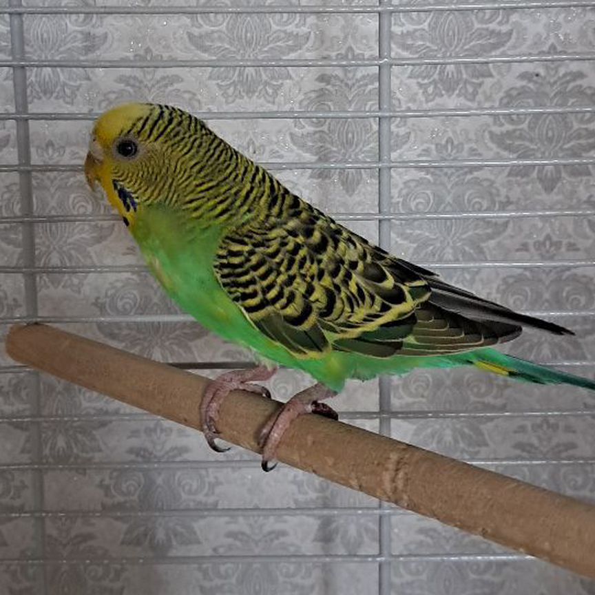 Волнистый попугай девочка