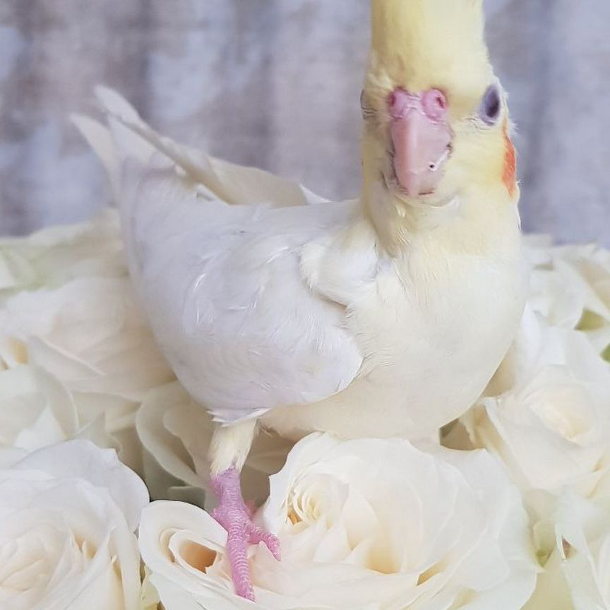 Попугай корелла 2 месяца