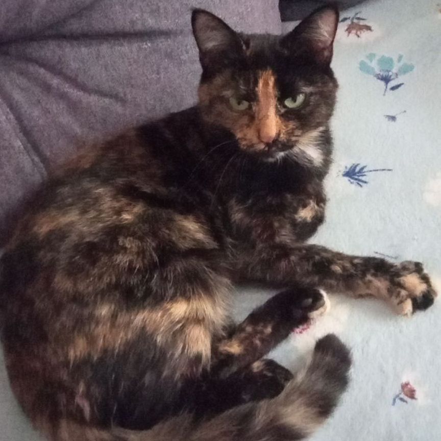 Кошечка Веста