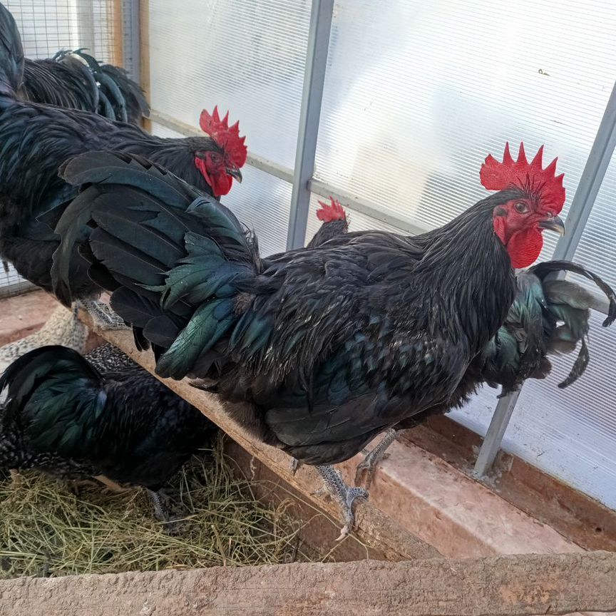 Петух австралорп