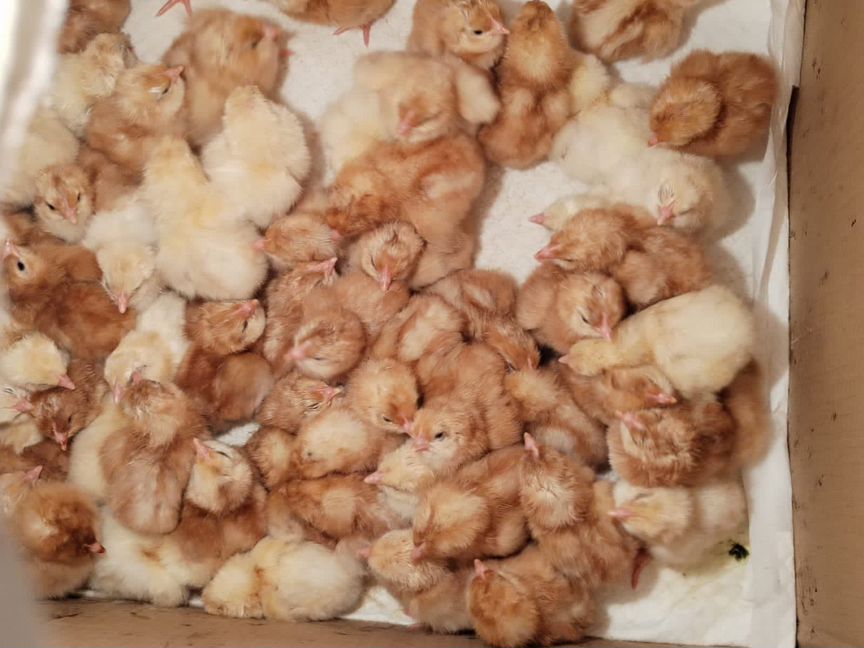 Цыплята суточные петушки