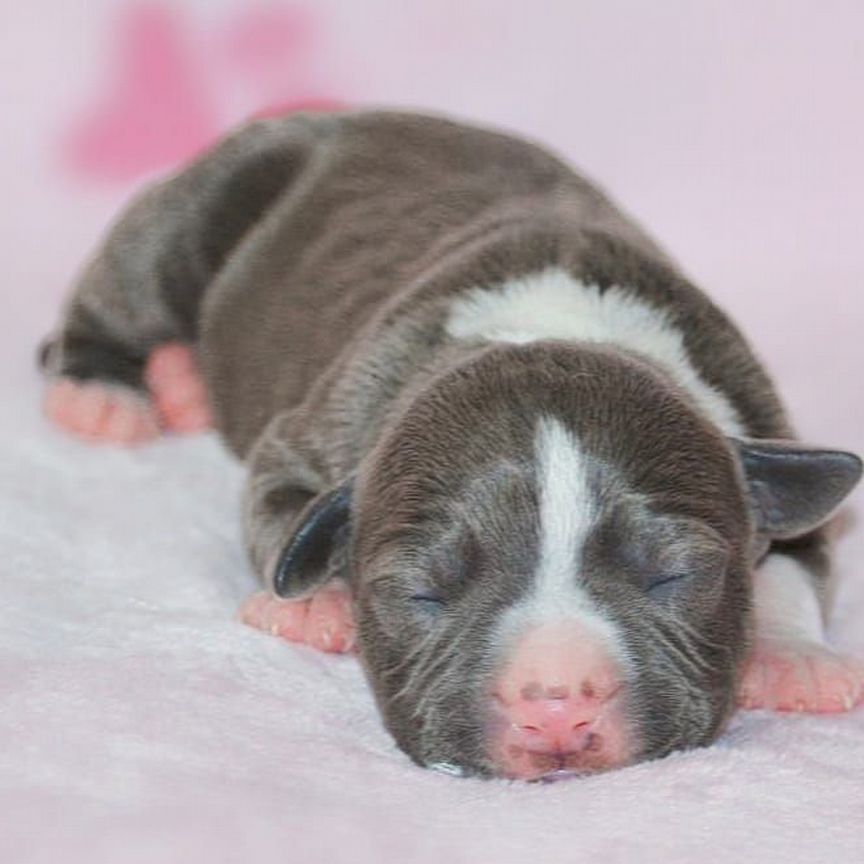 Американский стаффордширский терьер, щенок