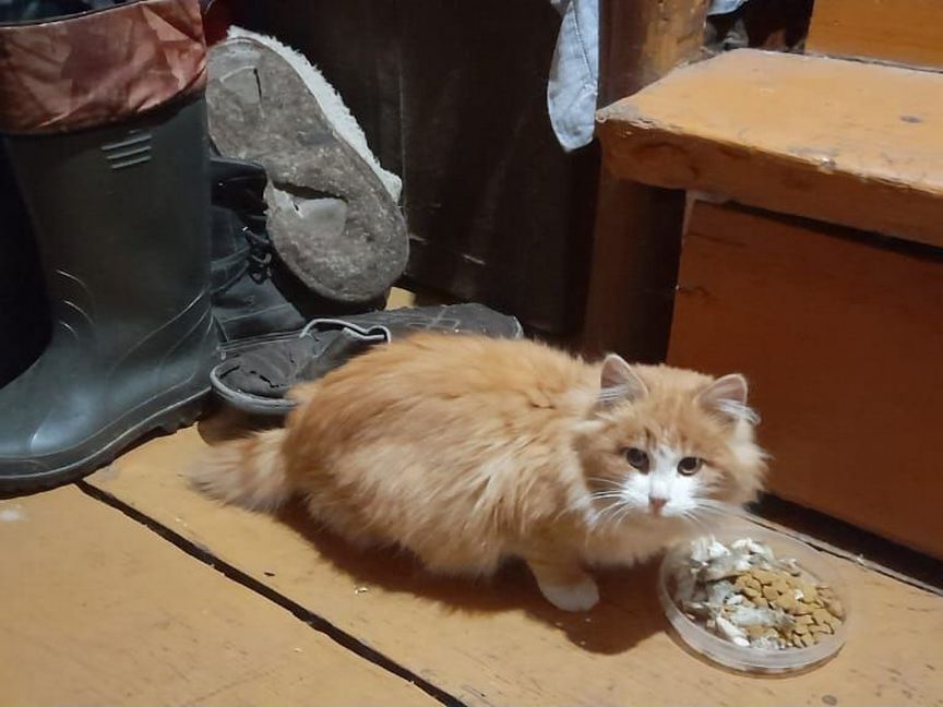 Спасите котенка Брошен умирать на даче