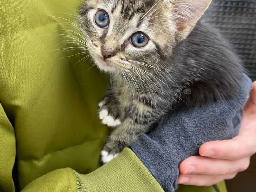 Котенок 2 месяца очень ласковый