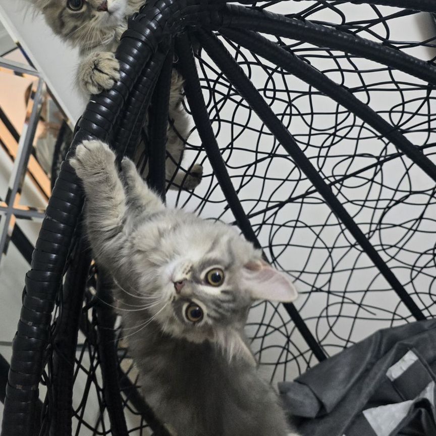 Сибирский котёнок