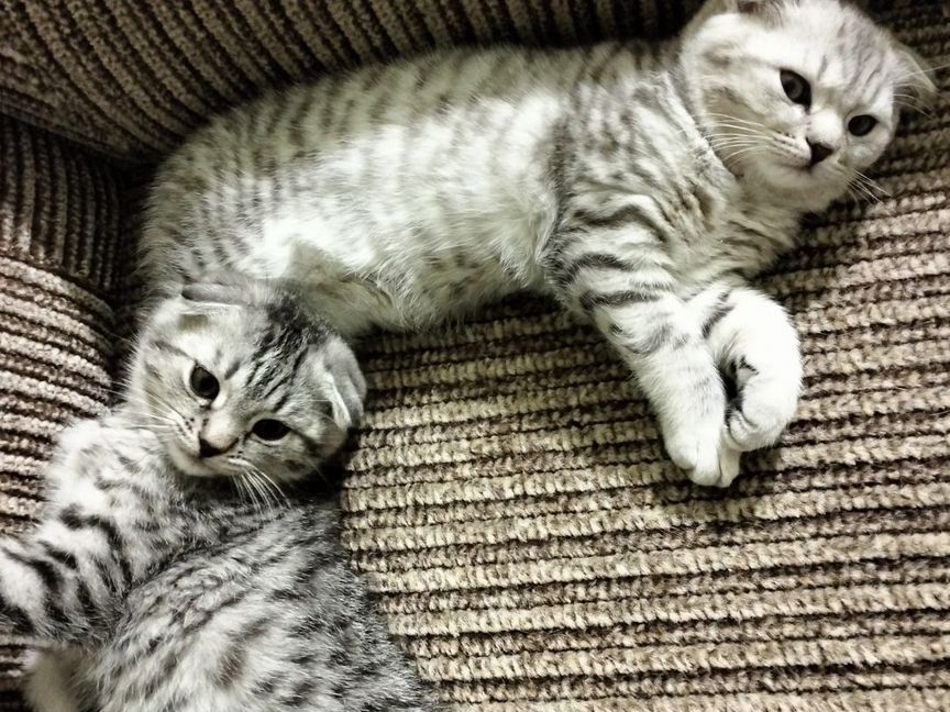 Британские вислоухие котята