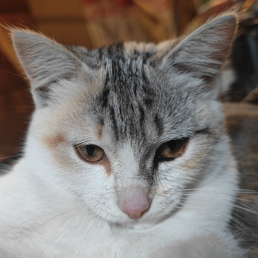 Котенок девочка котейка девочка