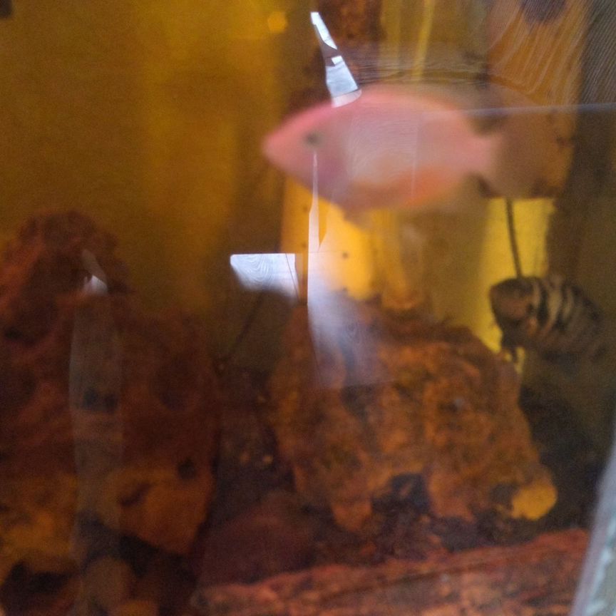 Аквариумные рыбки