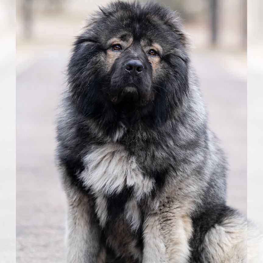 Кавказская овчарка, взрослый пёс