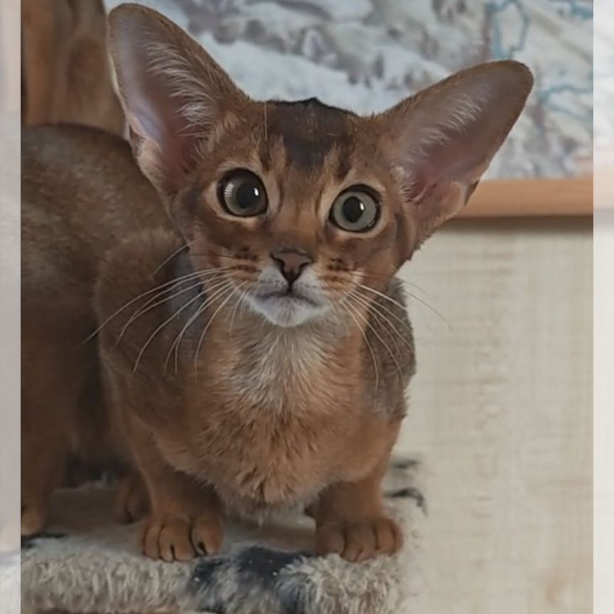 Абиссинский котёнок
