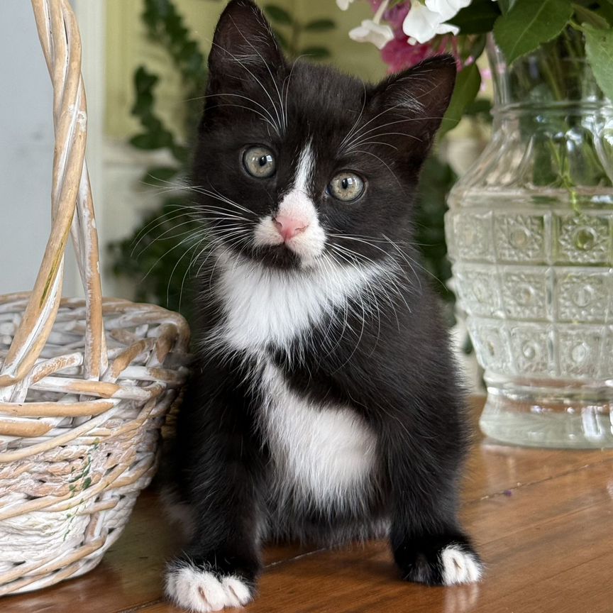 Маленький котенок девочка