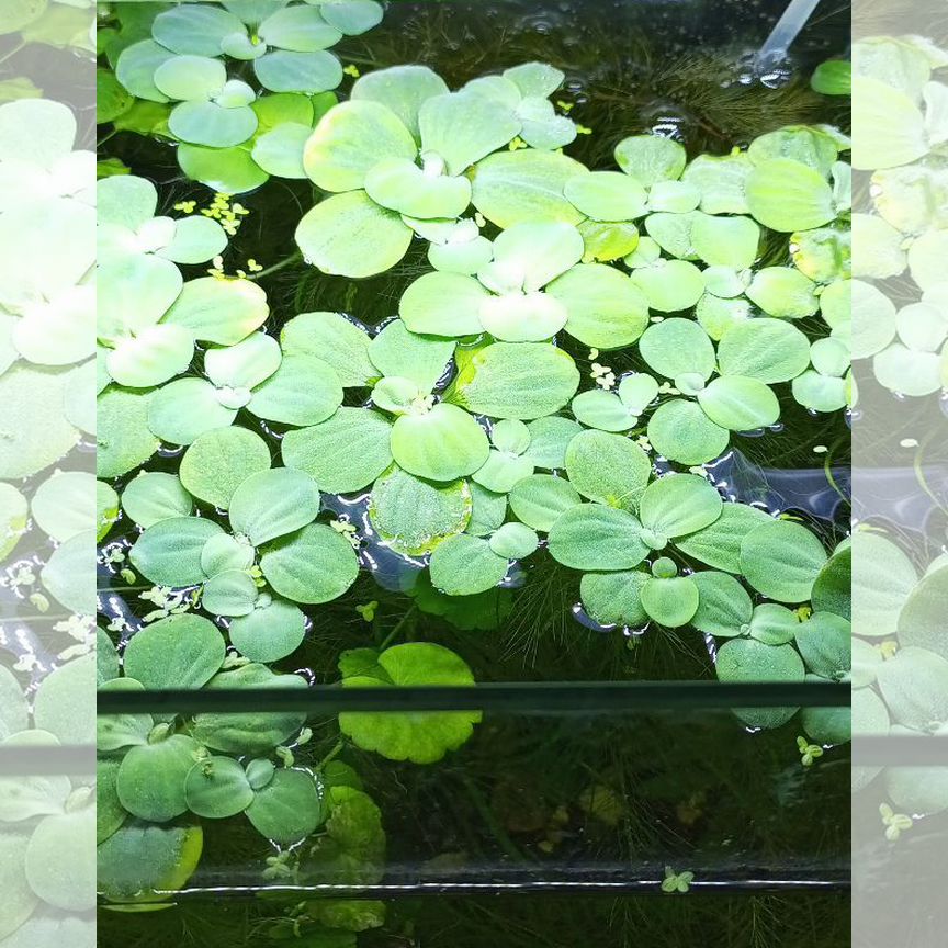 Пистия. Аквариумное растение