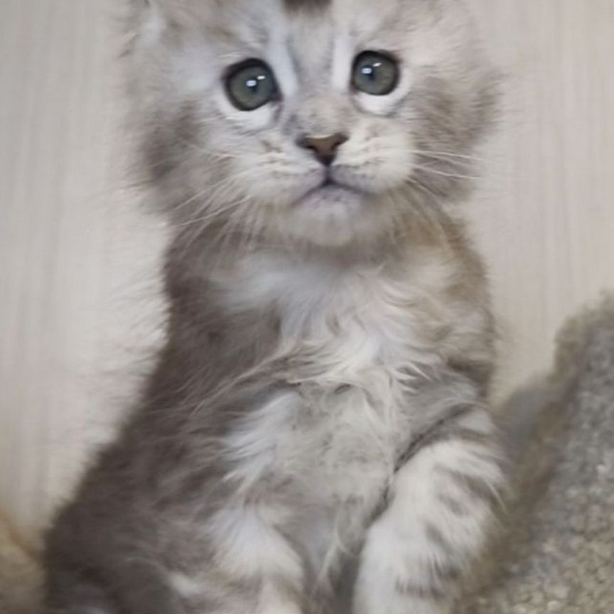 Мейн-кун котёнок
