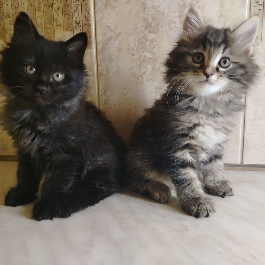 Котята курильского бобтейла
