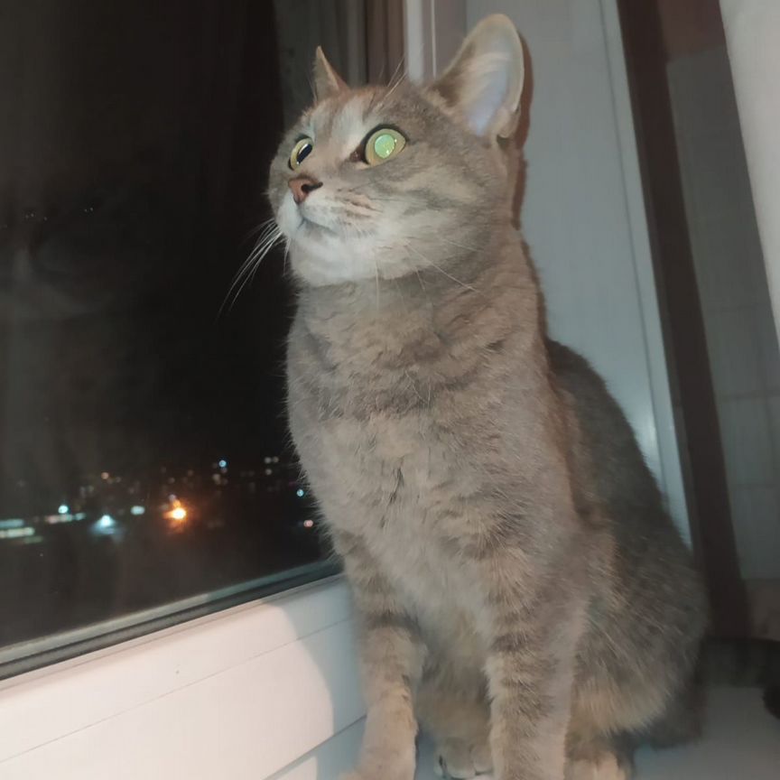 Отдам бесплатно кошек