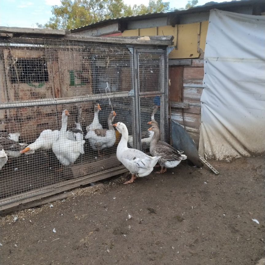 Продаю семью домашних гусей, возраст 5 месяцев