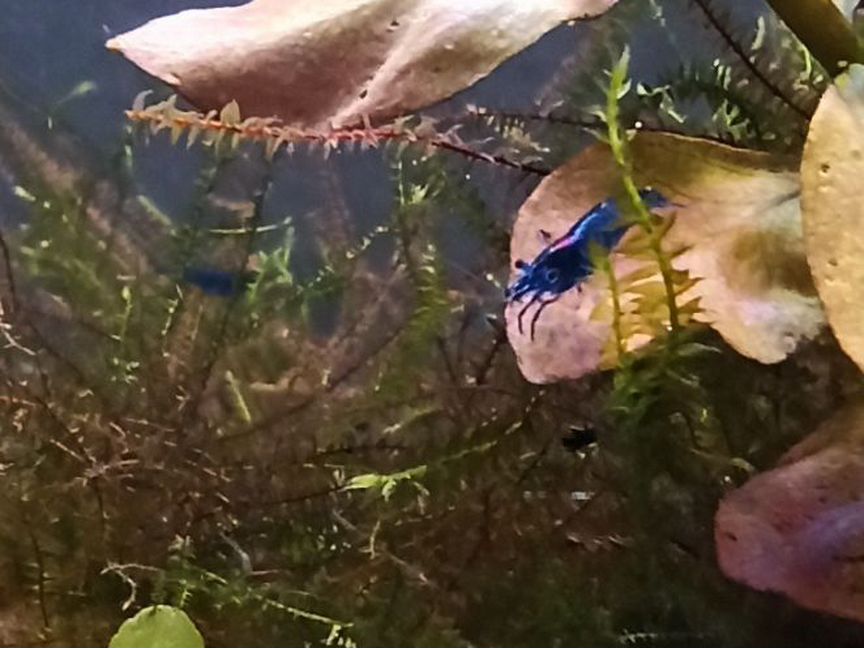 Креветки блю дрим