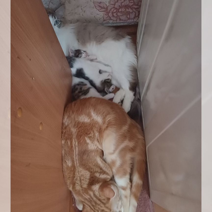 Котёнок в добрые руки