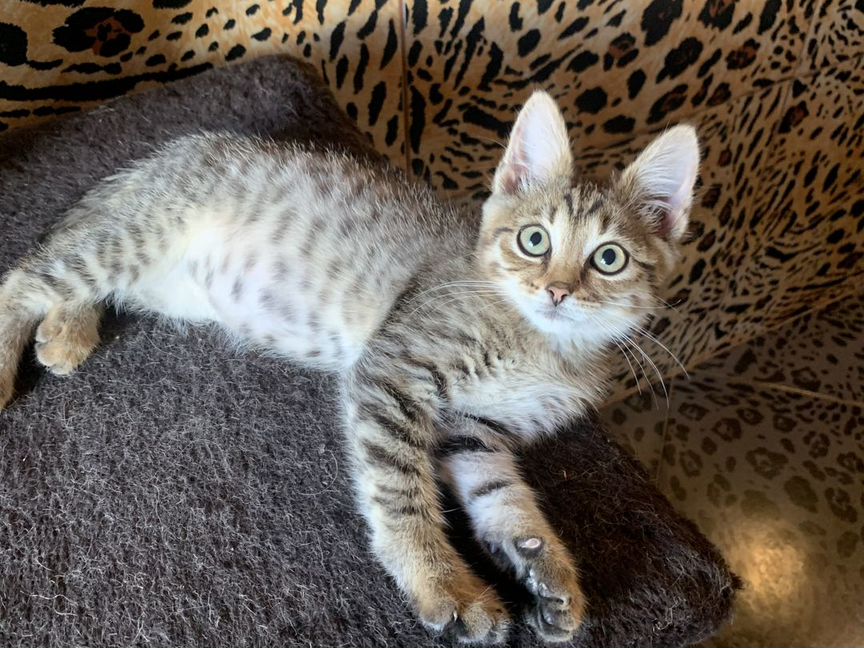 Котенок (кот) мальчик 1.5 месяца