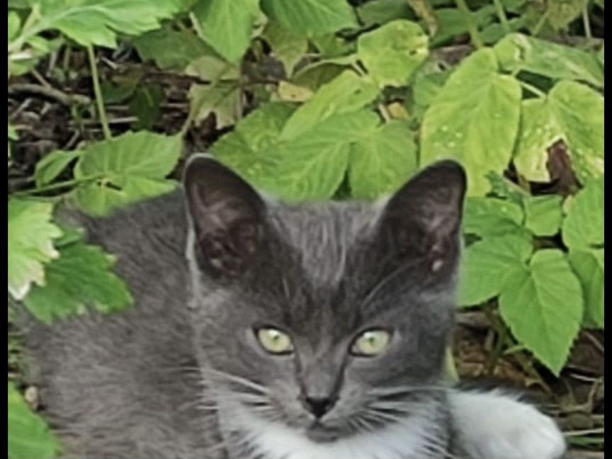 SOS котенок дачник 2 ищет добрые руки