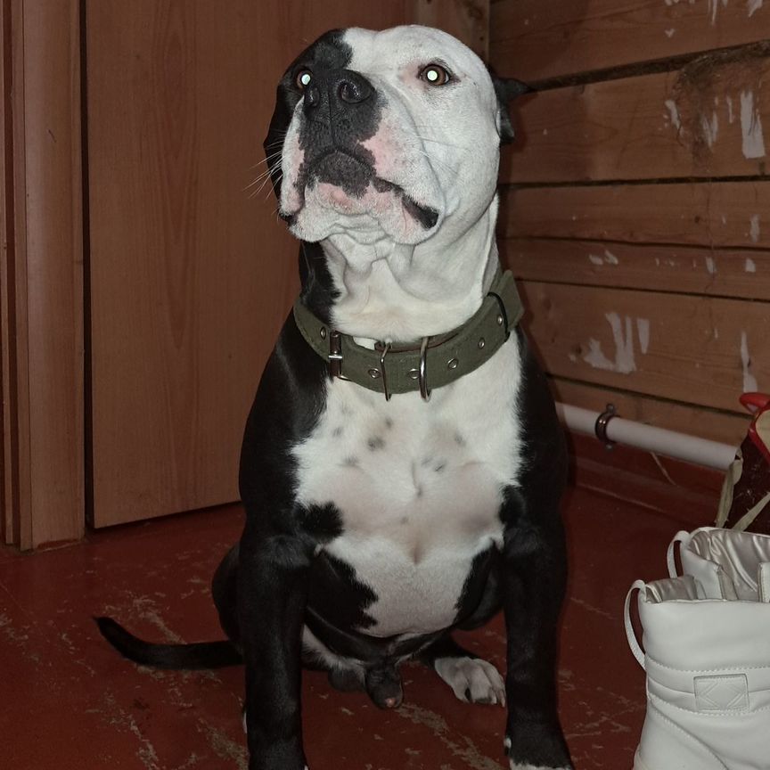 Американский стаффордширский терьер, щенок