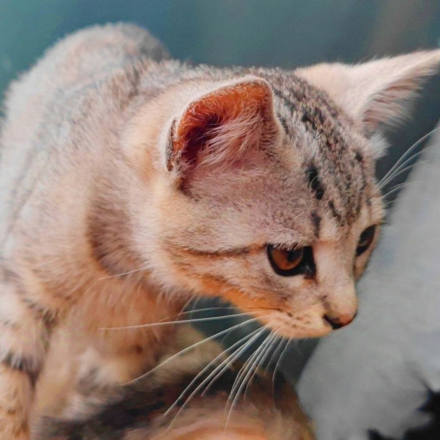 Котичка котенок котейка