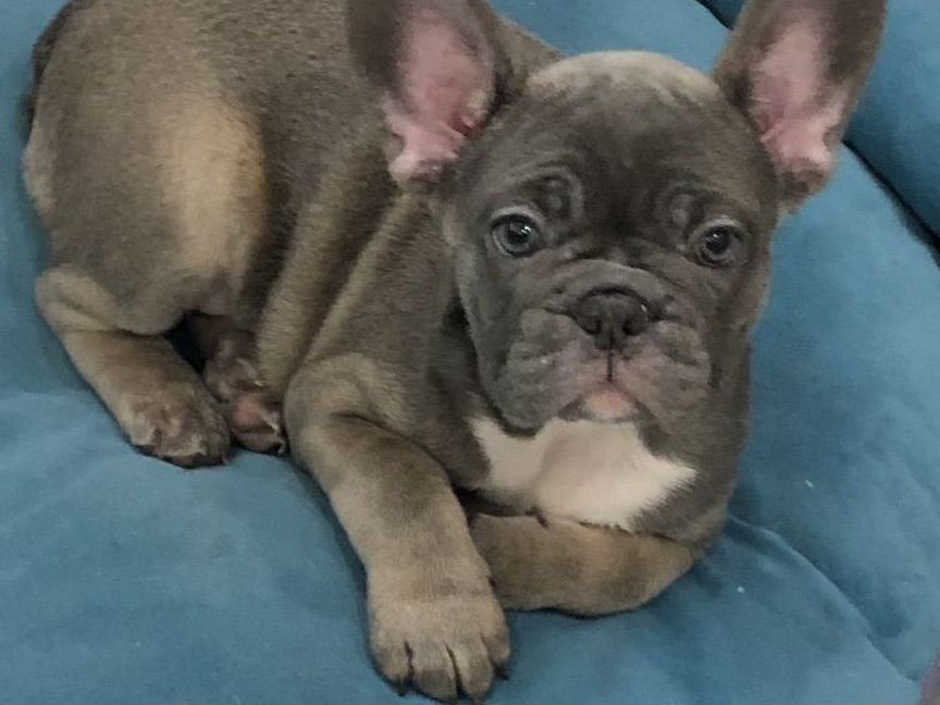 Французский бульдог голубые