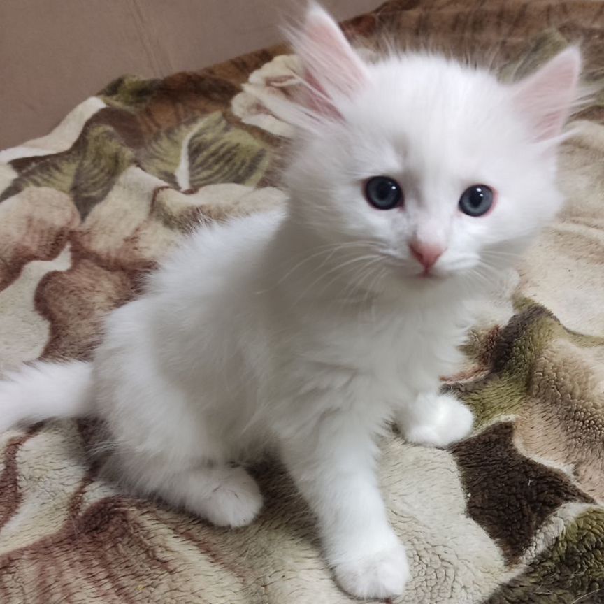 Турецкая ангора котёнок
