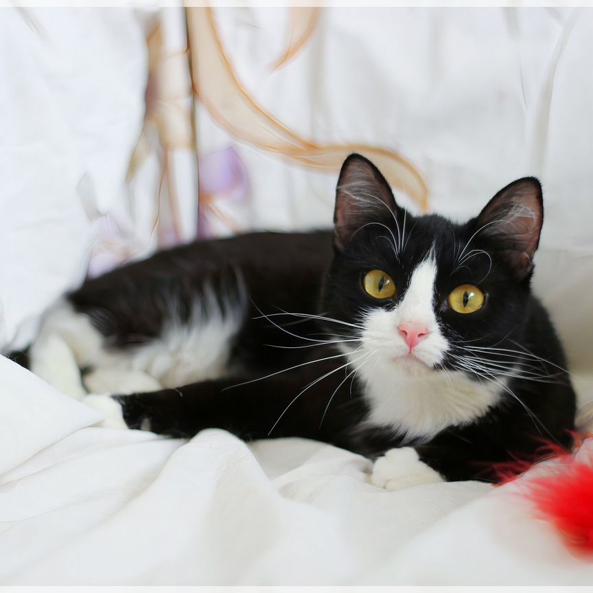 Взрослая, кошка в добрые руки