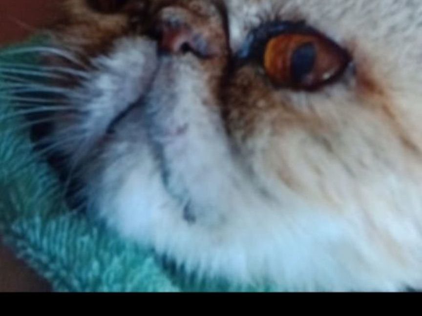 Милашка ждёт хозяина