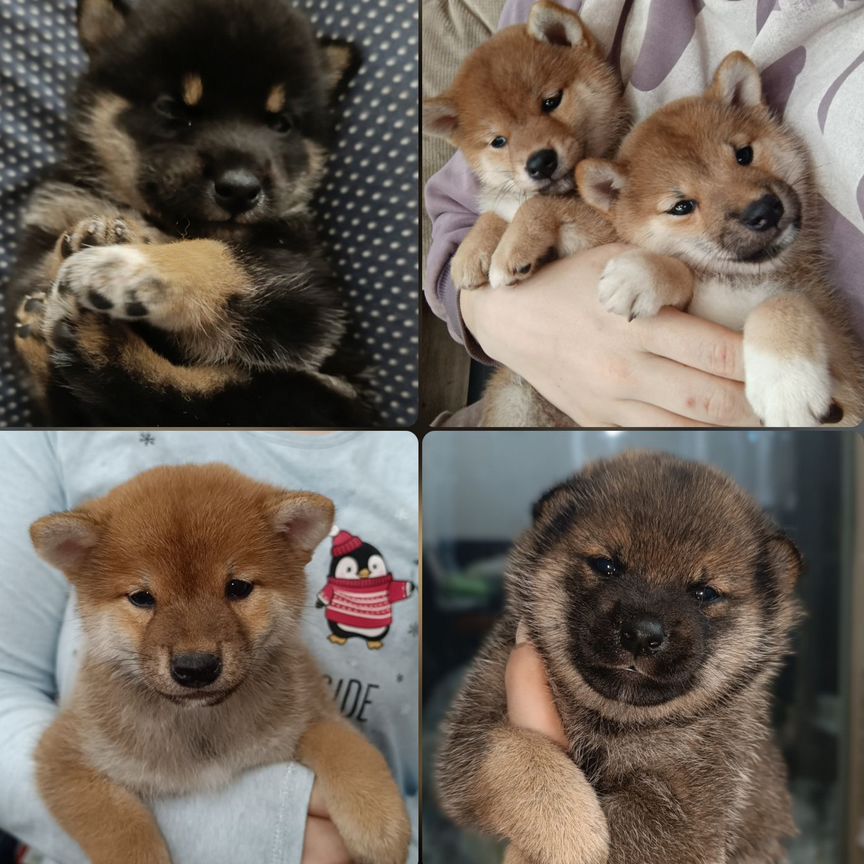 Сиба-ину, щенок